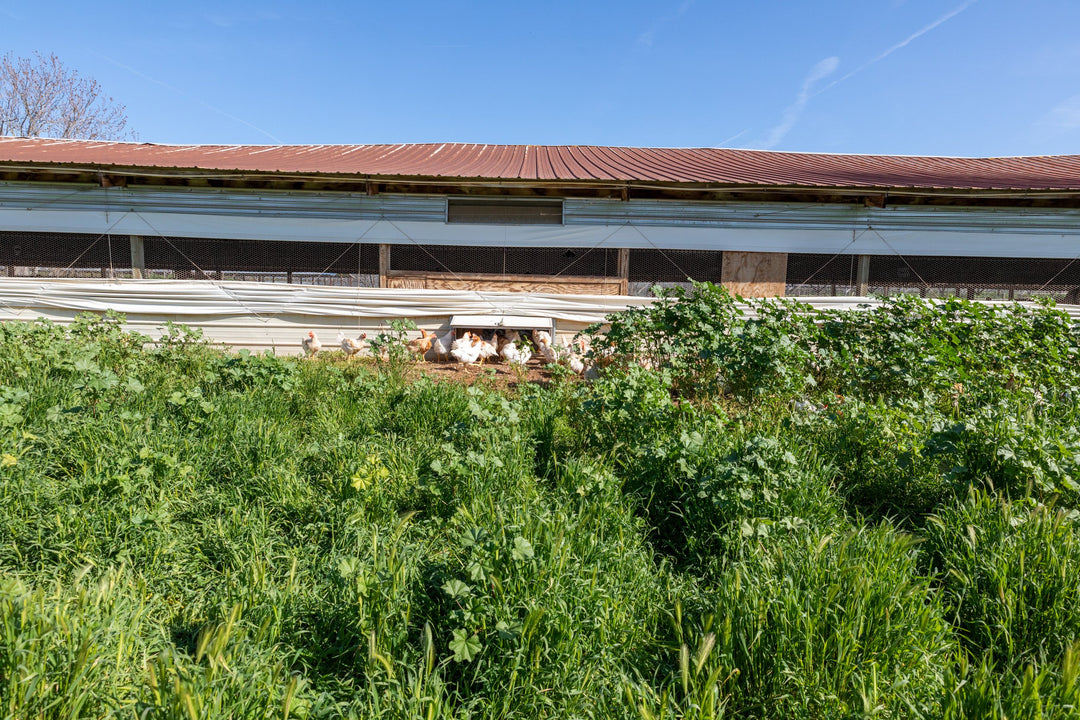 Why Regenerative – Pasture Project