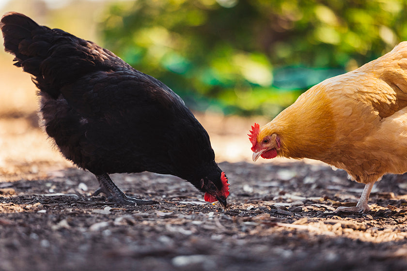 WHY HEIRLOOM? – Pasture Project